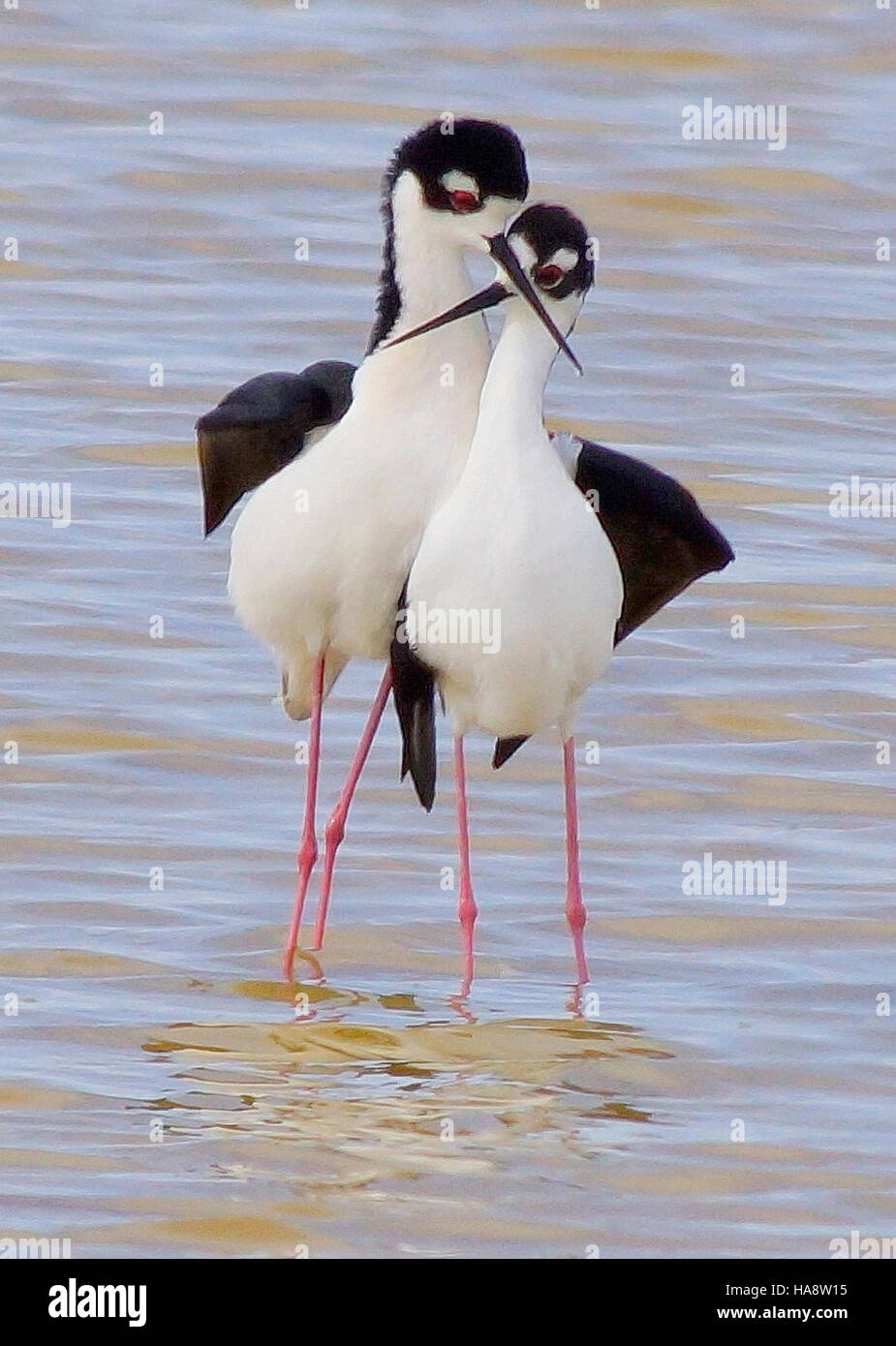 In national parks, the 'Love is in the Air' initiative raises awareness ...