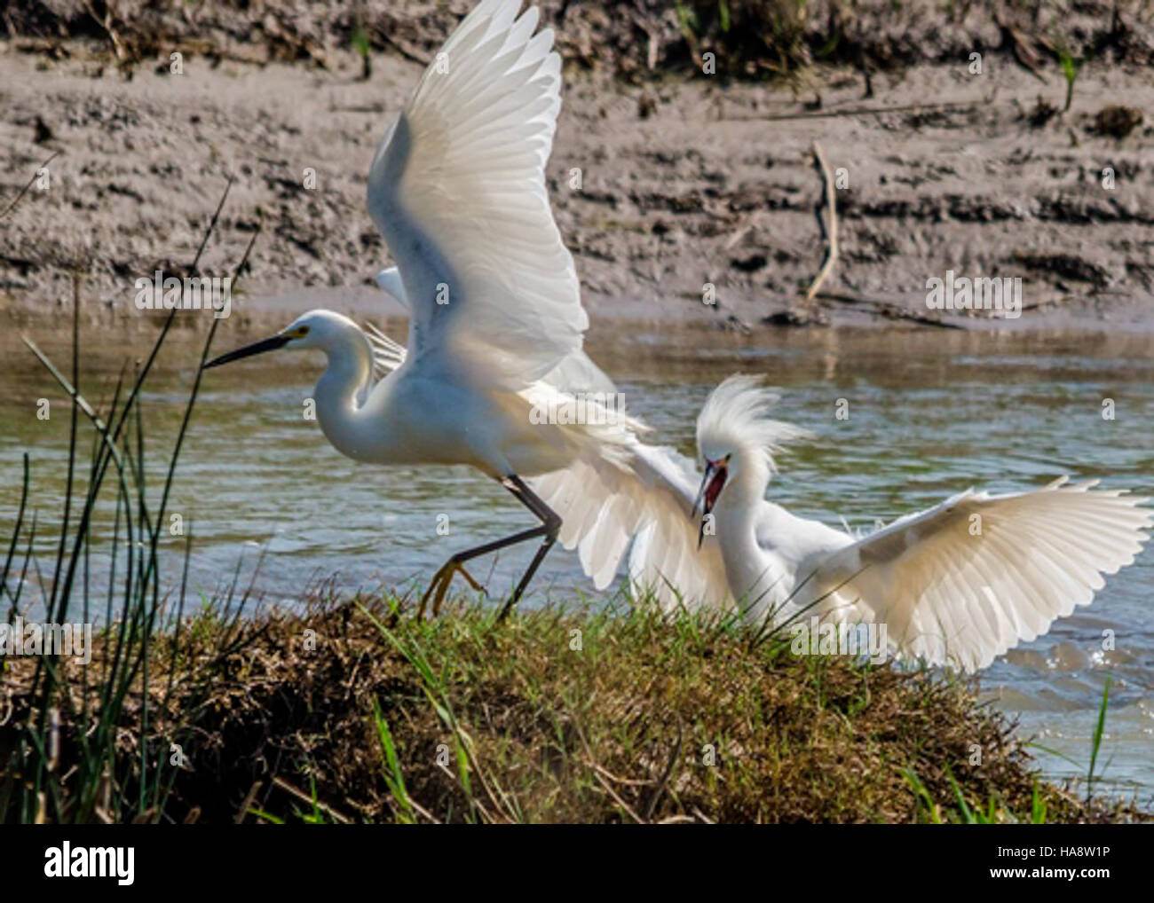 An egret in a moment of aggression in the wild at a national park ...