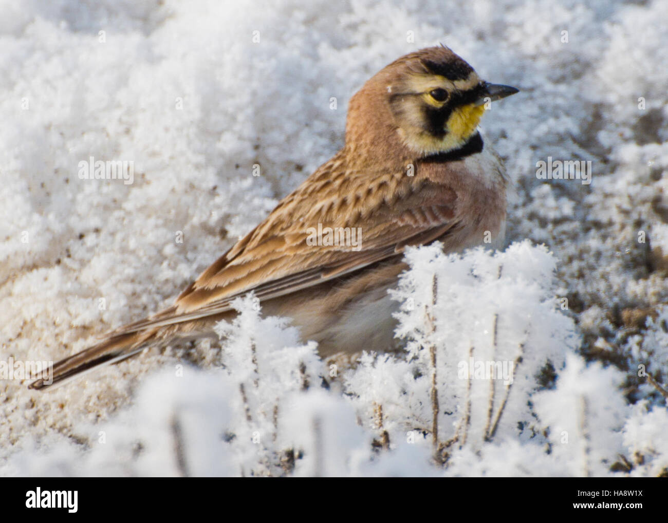 A horned lark is seen in its natural habitat in a national park. The ...