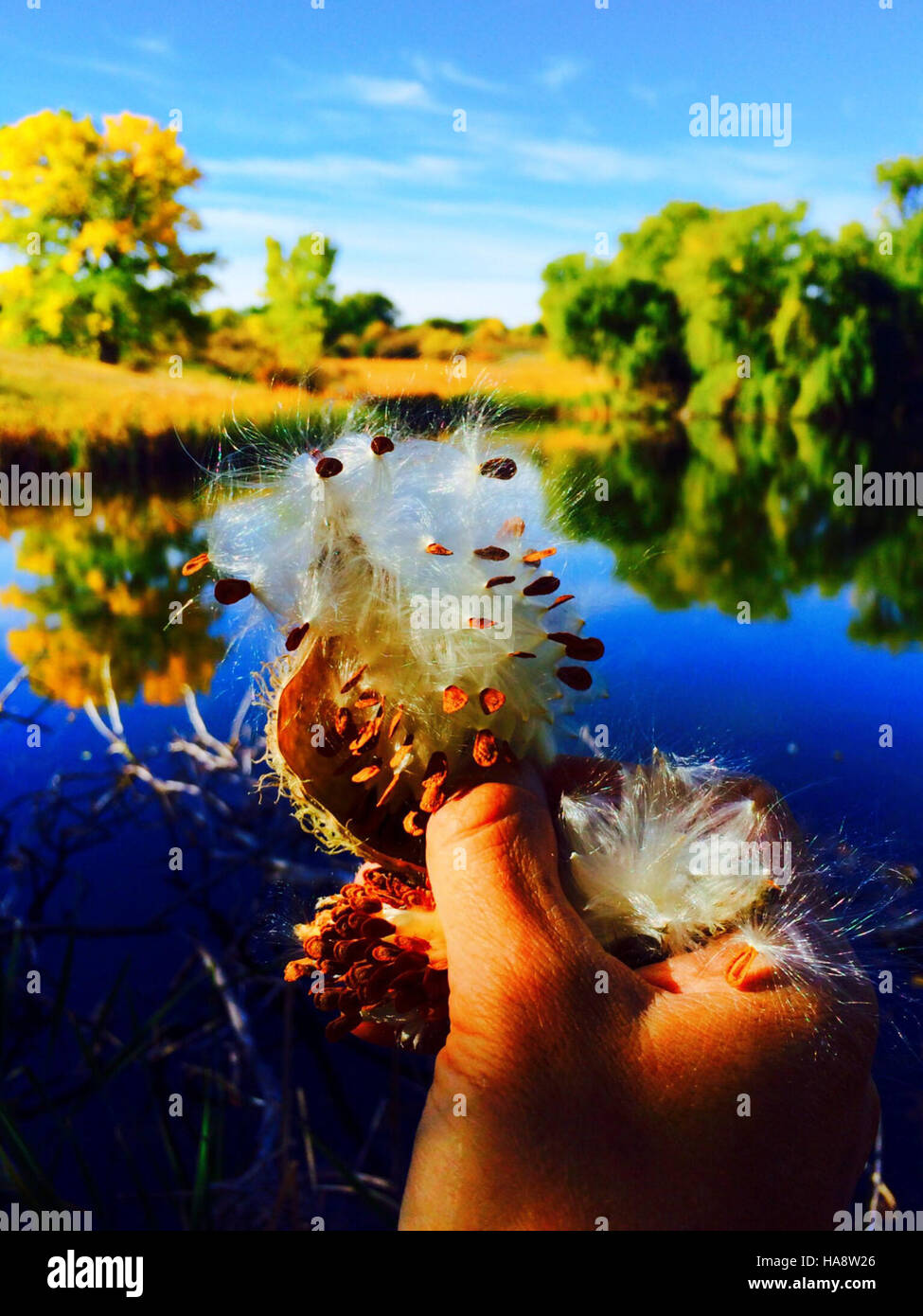 usfwsmtnprairie 15487833625 Magic Seed Stock Photo - Alamy