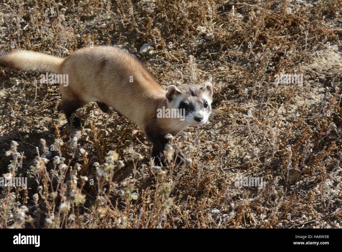 Black-footed ferrets, an endangered species, are housed in ...