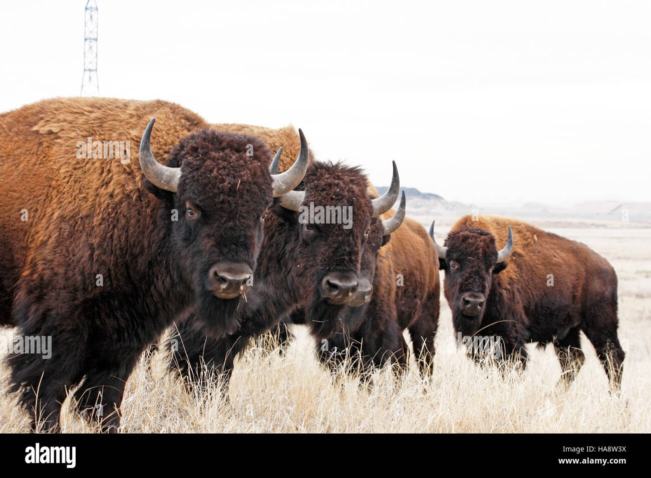 A growing herd of bison in a national park reflects successful wildlife ...