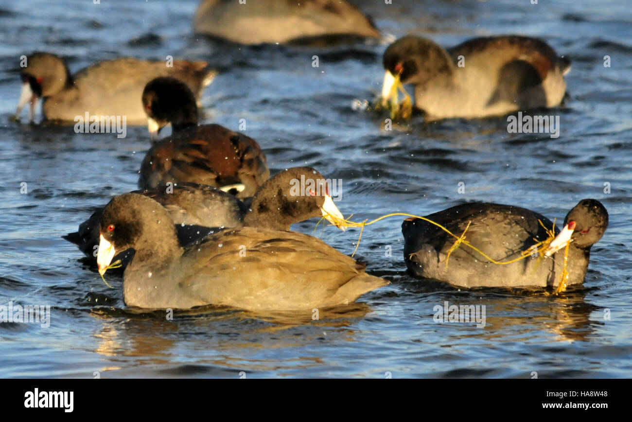 The American Coot, often seen in wetland areas, displays territorial ...