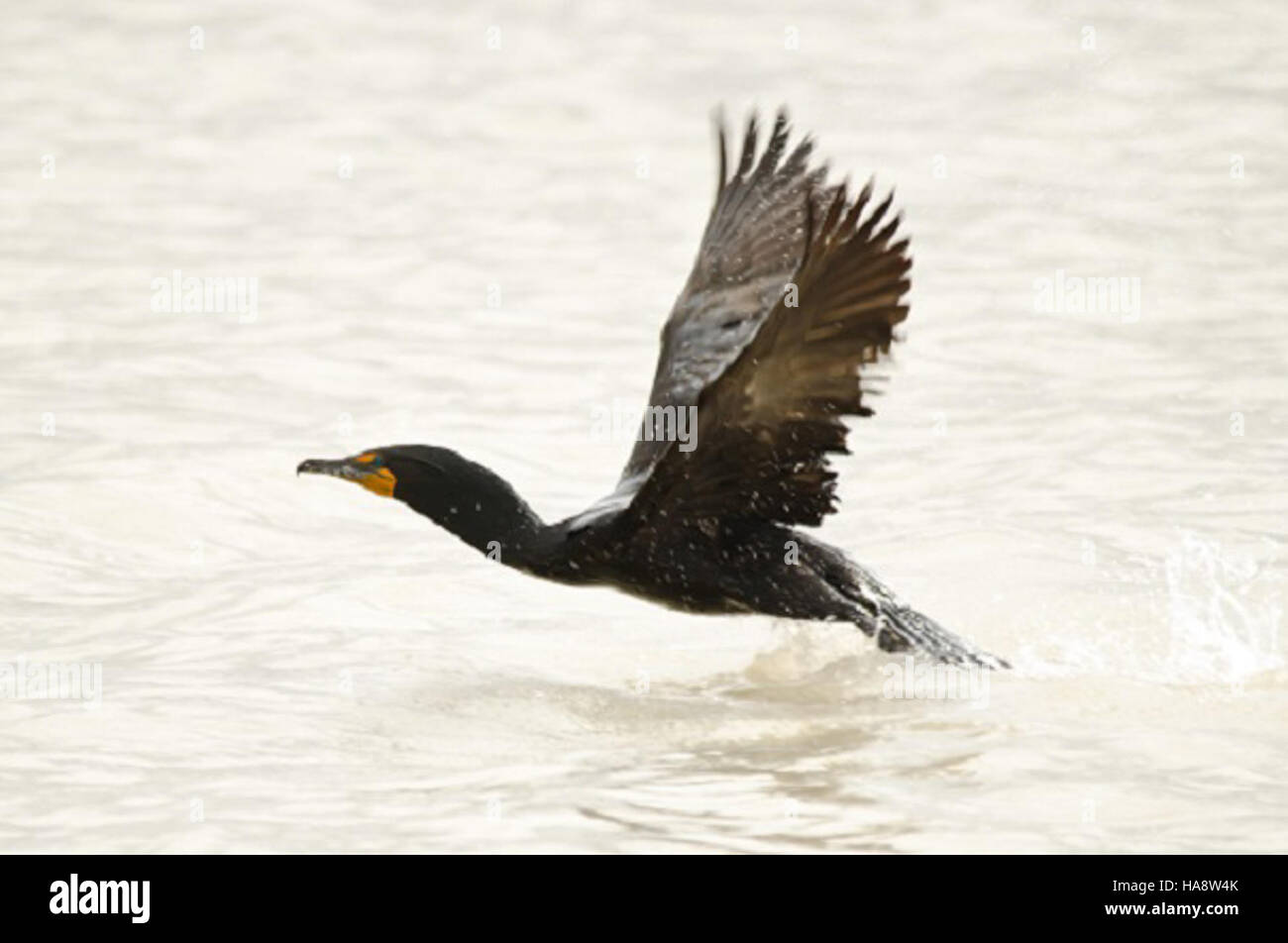 A Double-crested Cormorant takes off from a national park, showcasing ...