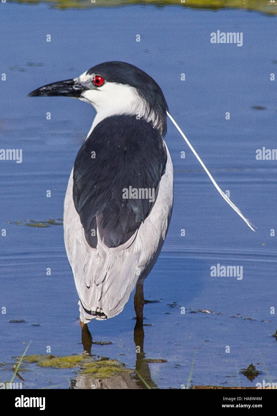 A bird in a national park displays its black crown, a distinguishing ...