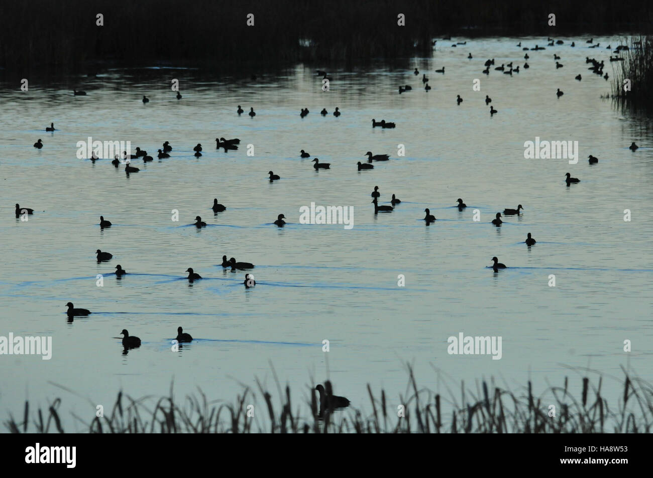 Seedskadee National Wildlife Refuge is home to a diverse mix of ...