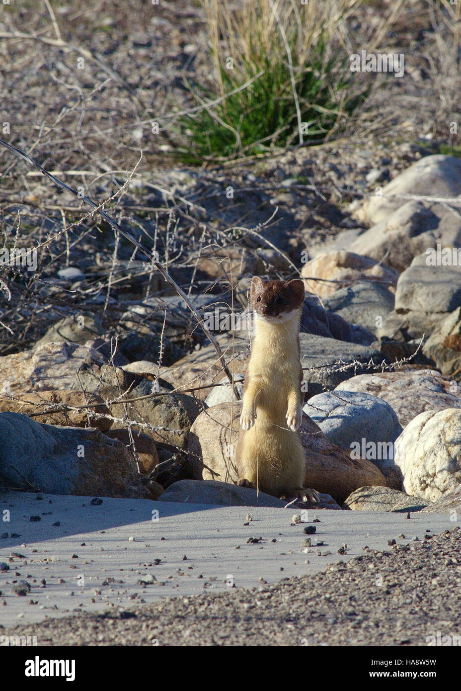 Playing weasel hi-res stock photography and images - Alamy