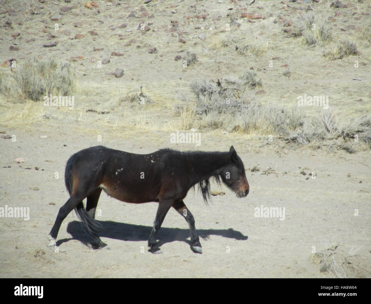 This image, documenting wildlife in poor body condition in Nevada ...