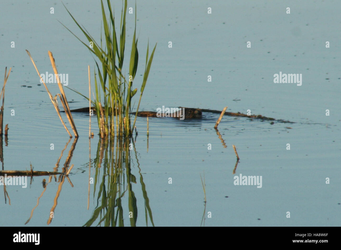 A beaver is seen swimming in the waters of a national park. Beavers ...