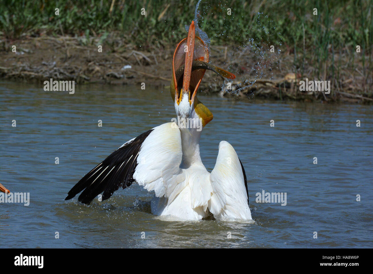 Big gulp hi-res stock photography and images - Alamy