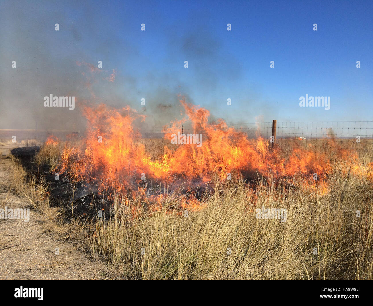 This image illustrates the ecological benefits of fire in natural parks ...
