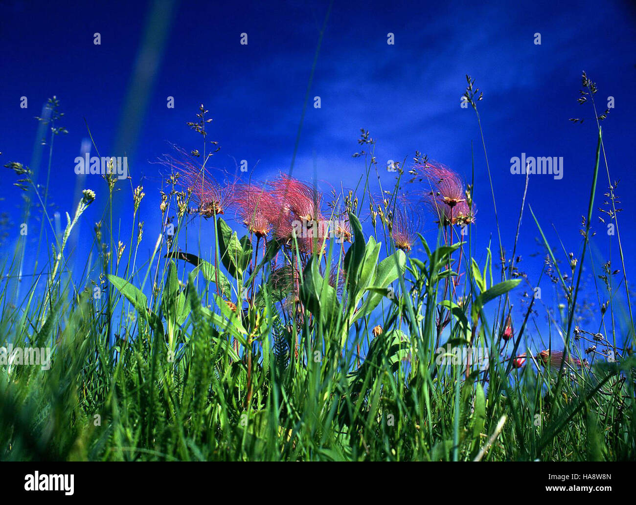 Native prairie hi-res stock photography and images - Alamy