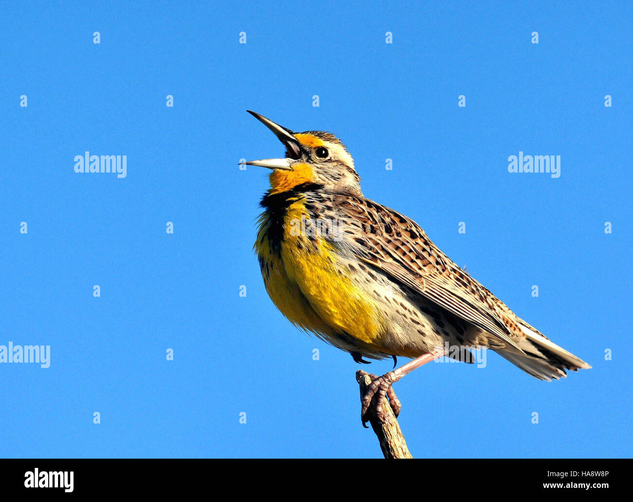 The Western Meadowlark, known for its bright yellow belly and melodious ...