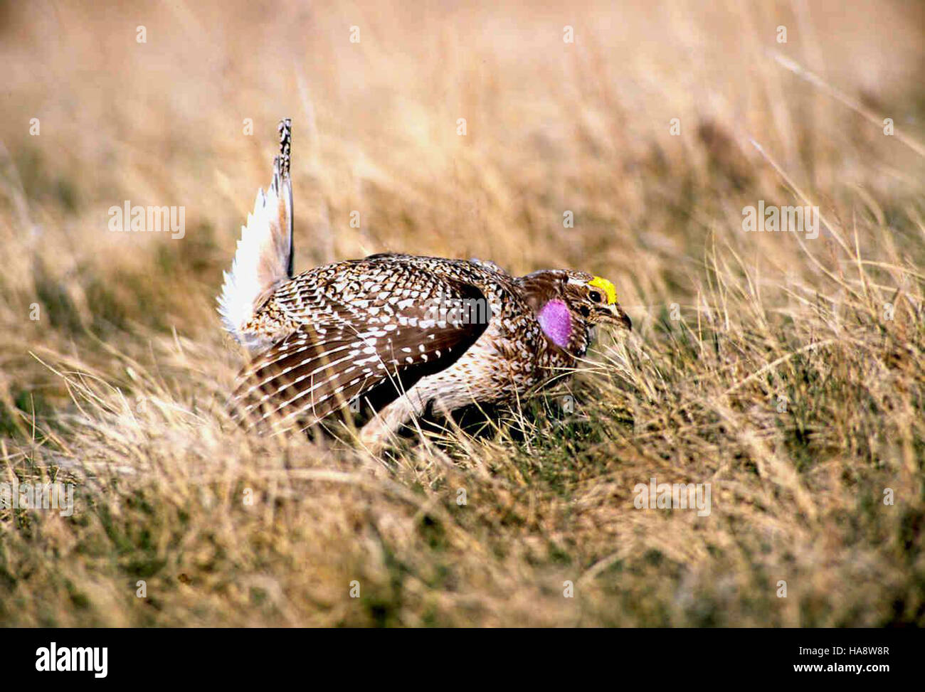 The sharp-tailed grouse dance is a key behavior during their mating season, observed in national ...