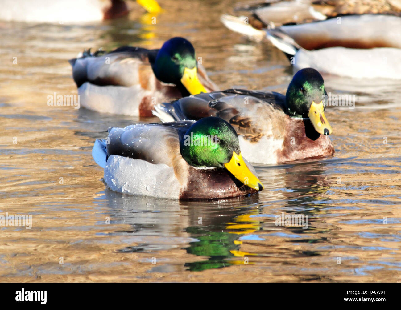 Mallard ducks are commonly found in National Parks across the U.S ...