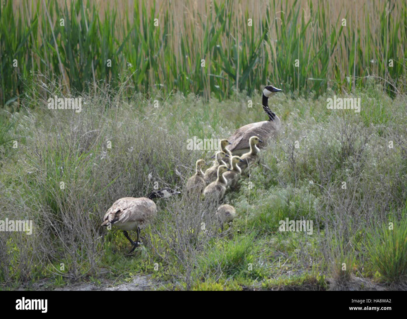 This image illustrates wildlife parenting behaviors observed in a ...