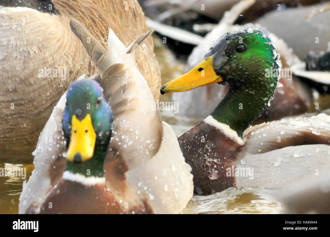 A Mallard Drake, an iconic species of duck, is photographed in its ...