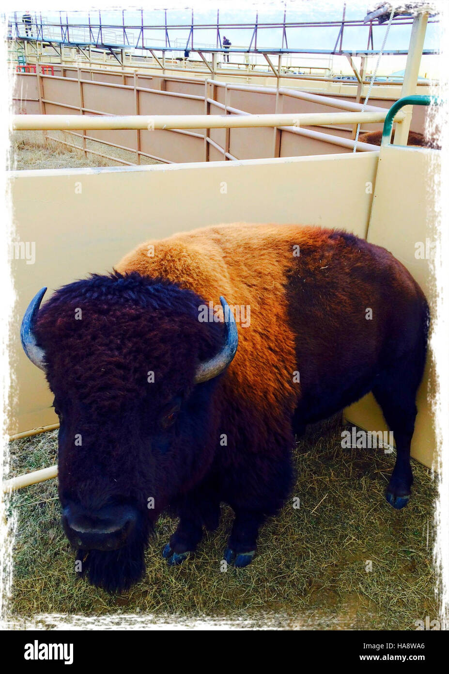 The Bison Corral in a National Park is used for managing bison ...