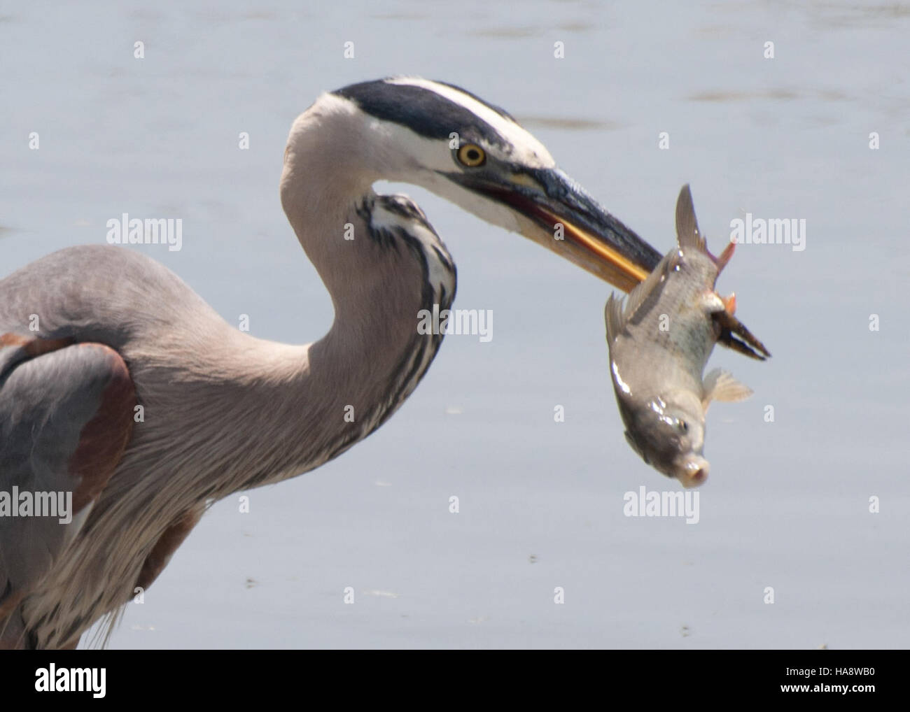 Spear fishing regulations hi-res stock photography and images - Alamy
