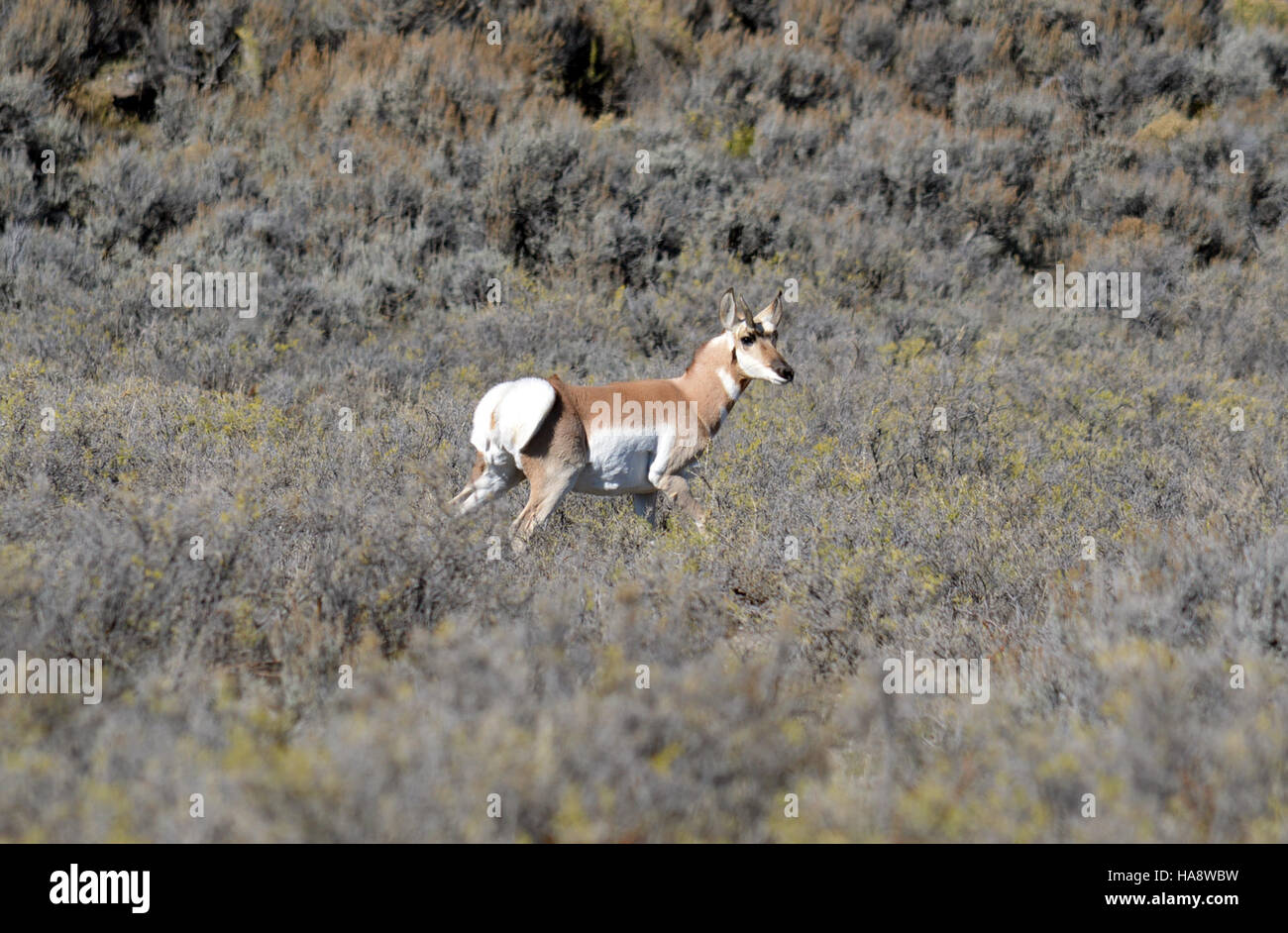 A pronghorn with a spike horn captured in a national park, highlighting ...