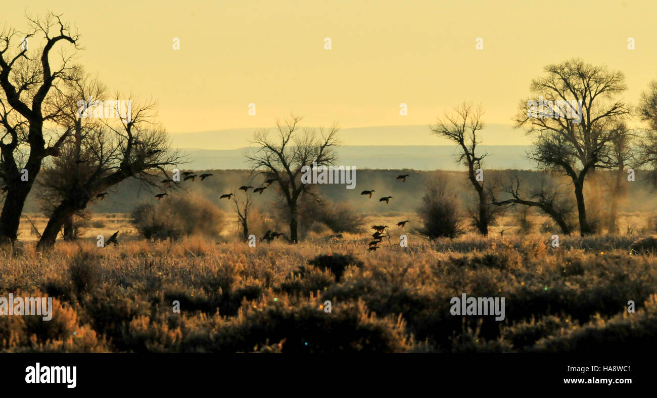 Ducks land on the wetland at Seedskadee National Wildlife Refuge, a ...