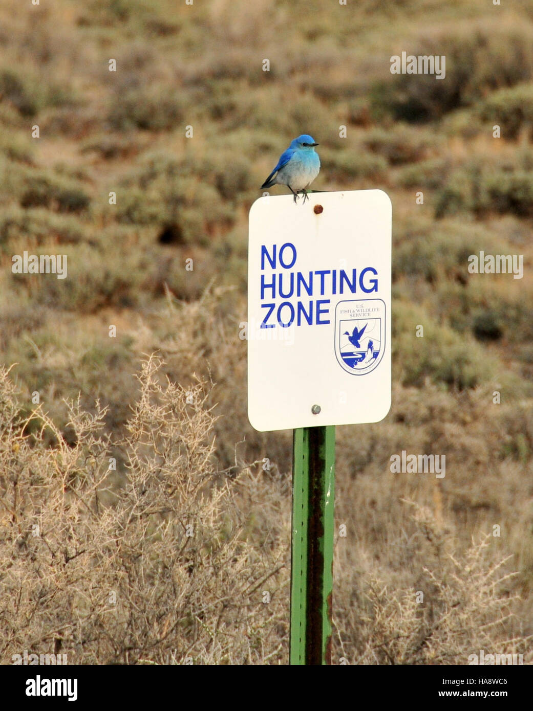usfwsmtnprairie 15894858220 No Hunting Zone Sign with Mountain Bluebird ...