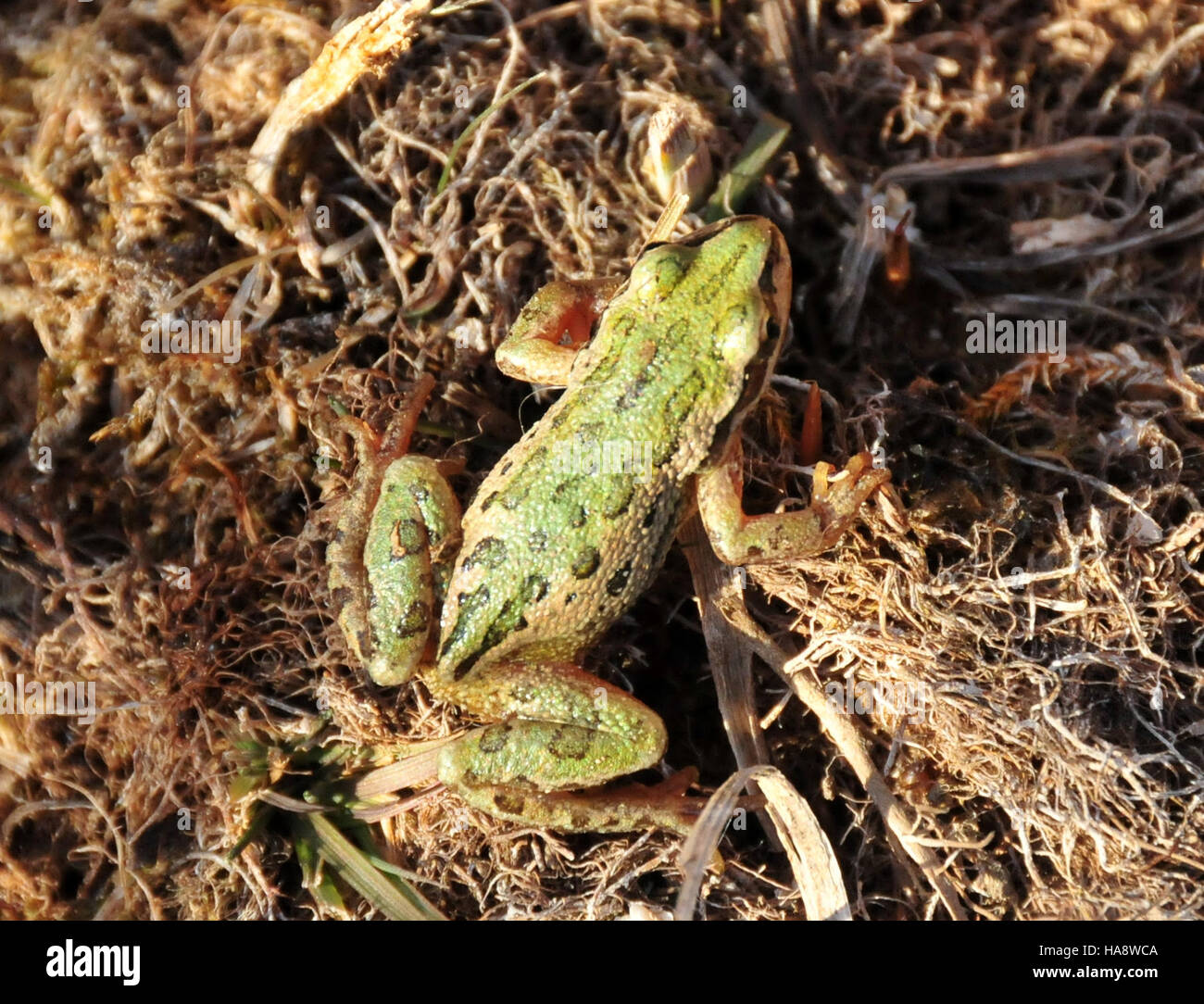 Boreal chorus frog hi-res stock photography and images - Alamy