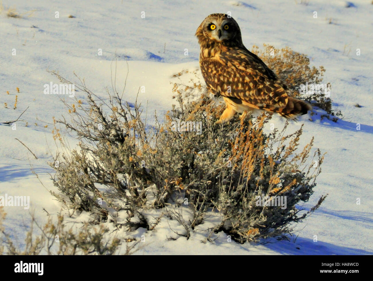 A short-eared owl is observed at Seedskadee National Wildlife Refuge in ...