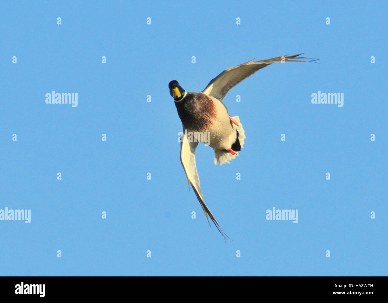 Demonstrating leadership skills hi-res stock photography and images - Alamy