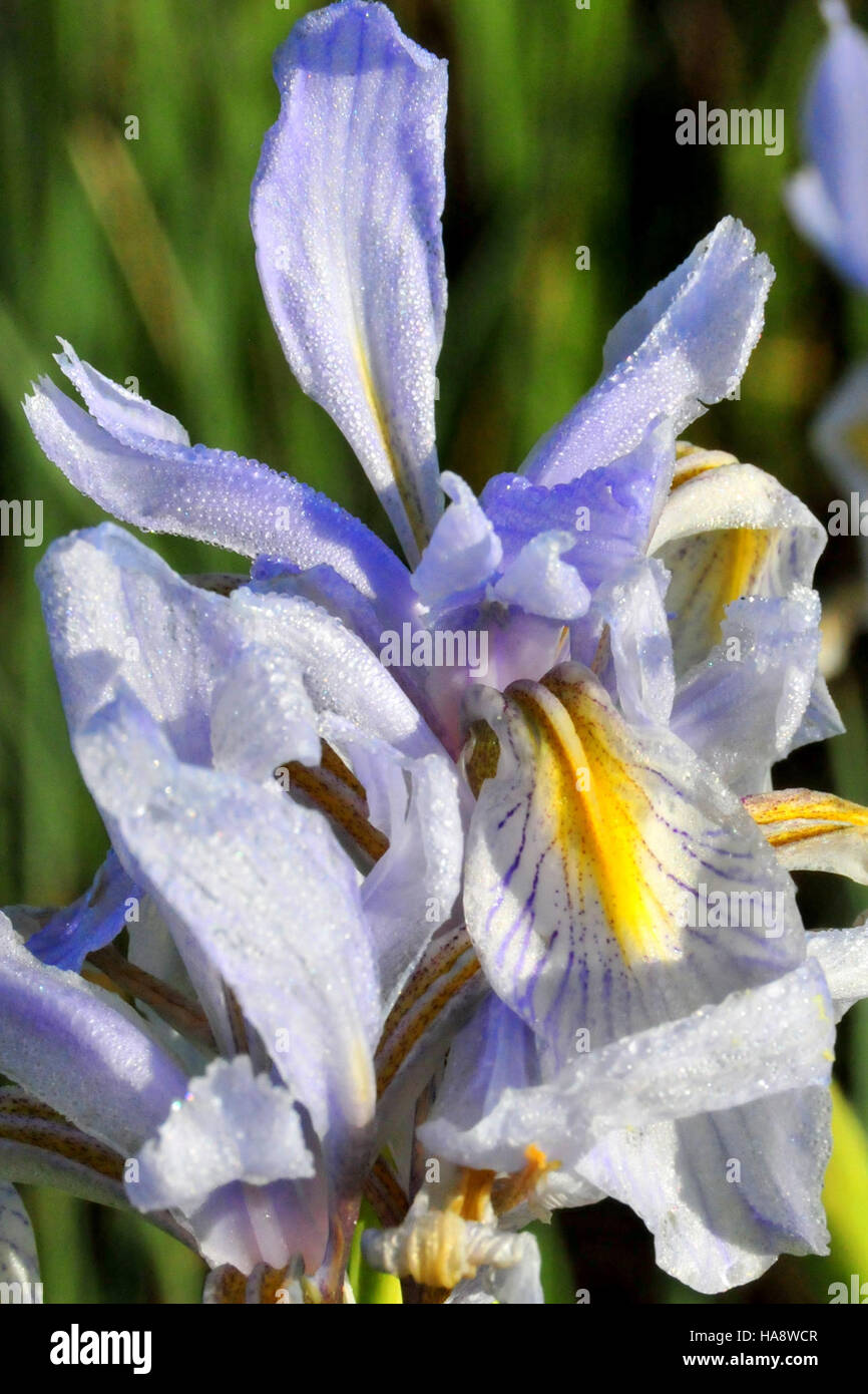 Iris missouriensis hi-res stock photography and images - Alamy