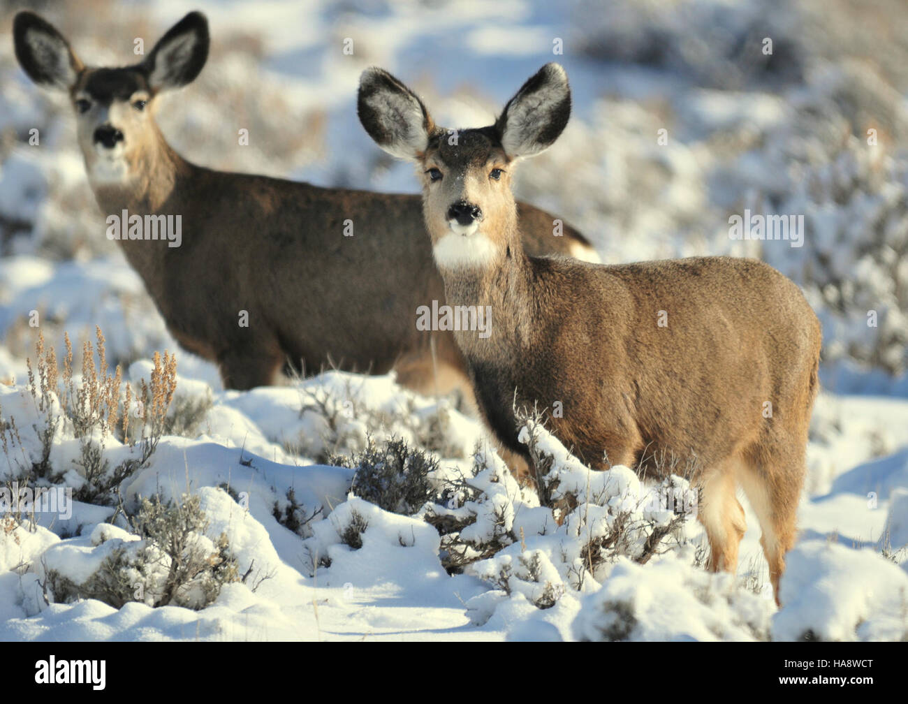 Mule deer forage in the sagebrush-covered hills of a national park ...