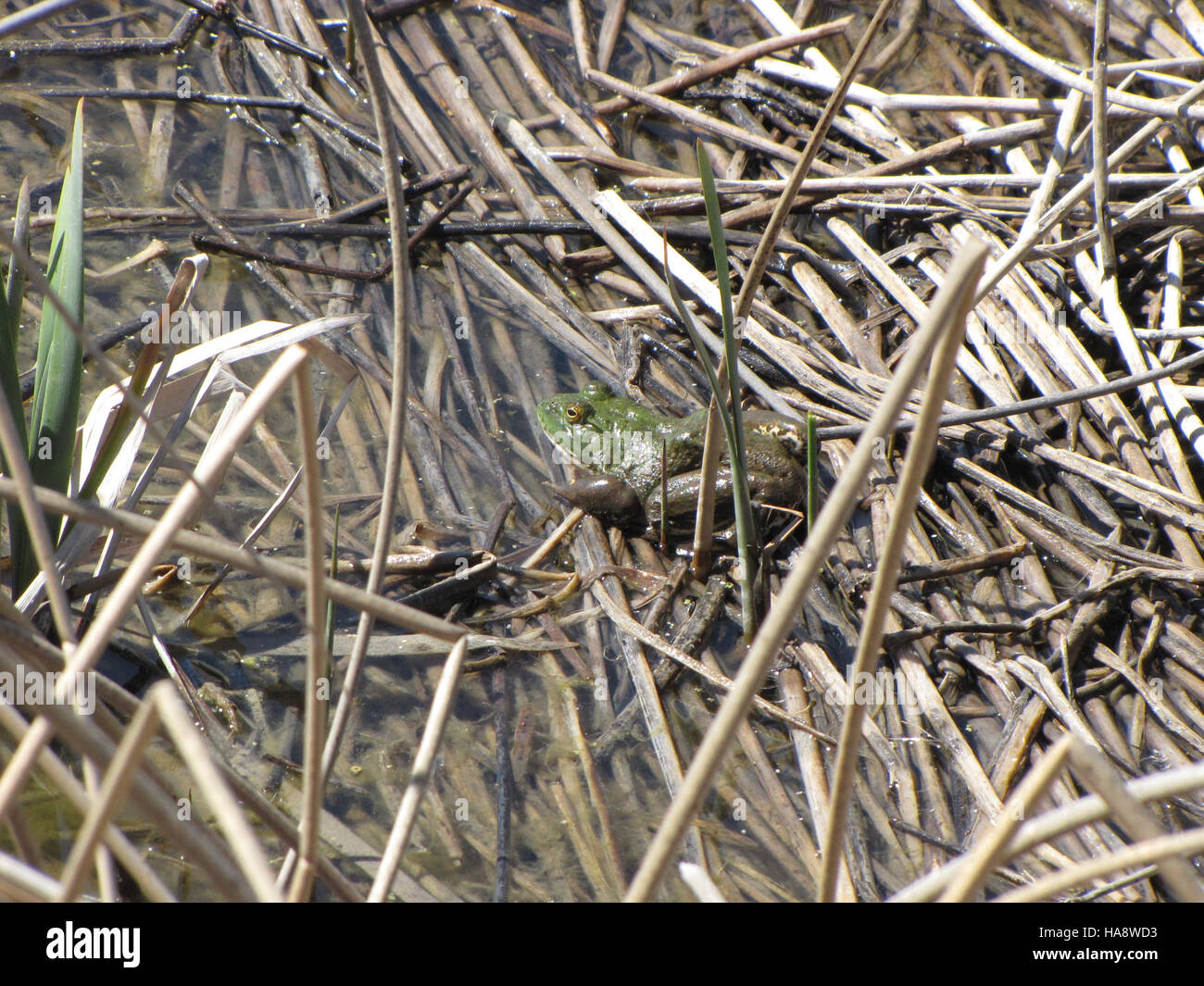 usfwsmtnprairie 15963042138 Bullfrog in Bullrush Stock Photo - Alamy