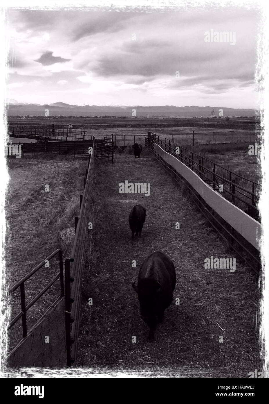 Bison Corral 8, located in a U.S. national park, is part of wildlife ...