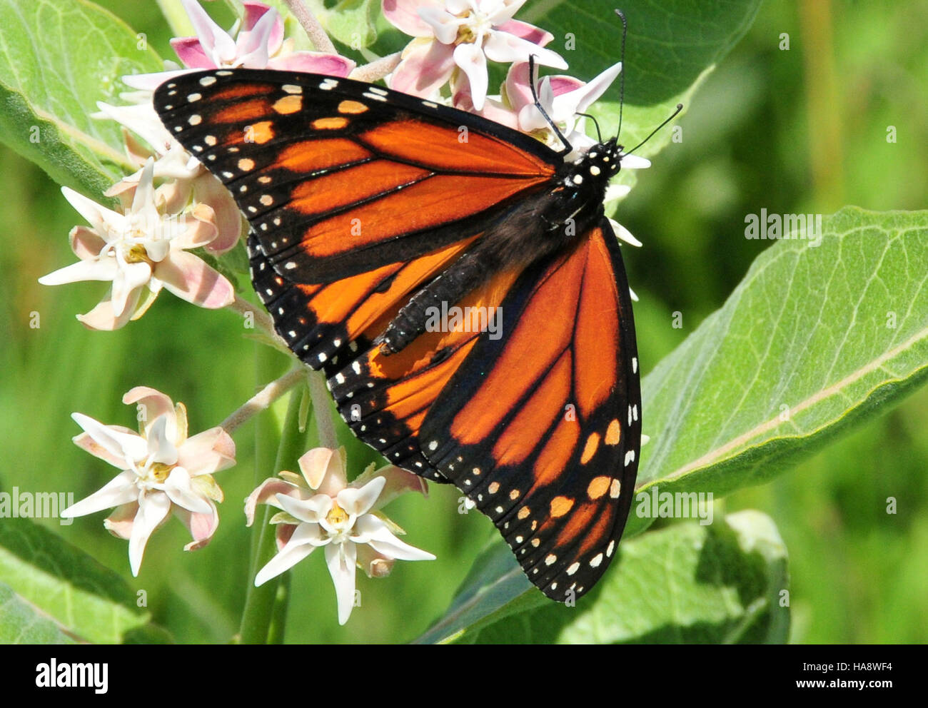 A Monarch butterfly feeding on Showy Milkweed at Seedskadee National ...