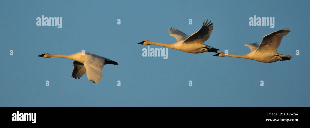 This image shows a pair of Trumpeter Swans at Seedskadee National ...