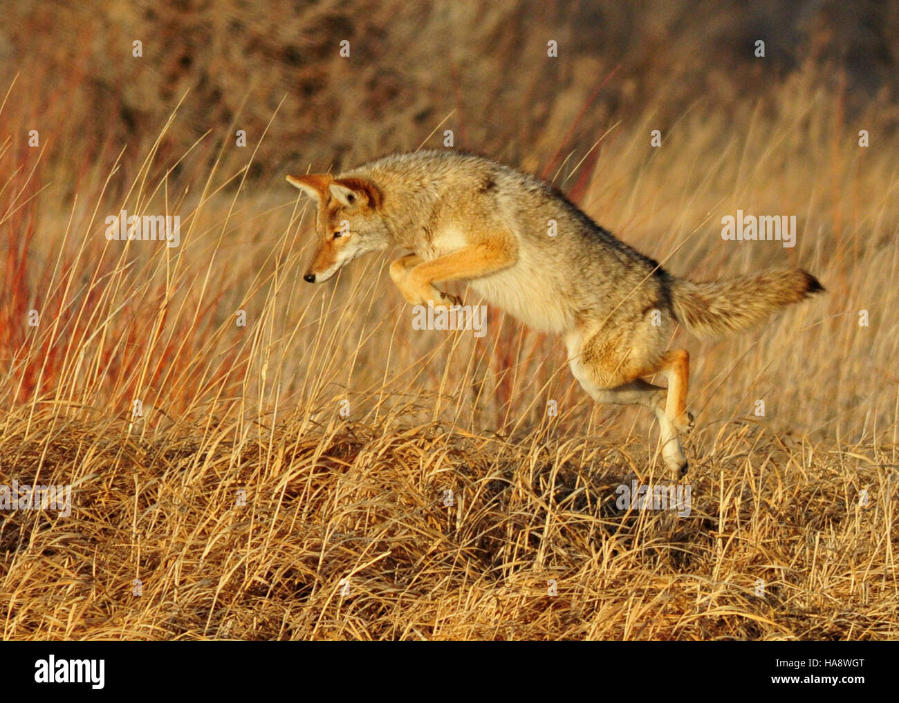 Leaping coyote hi-res stock photography and images - Alamy