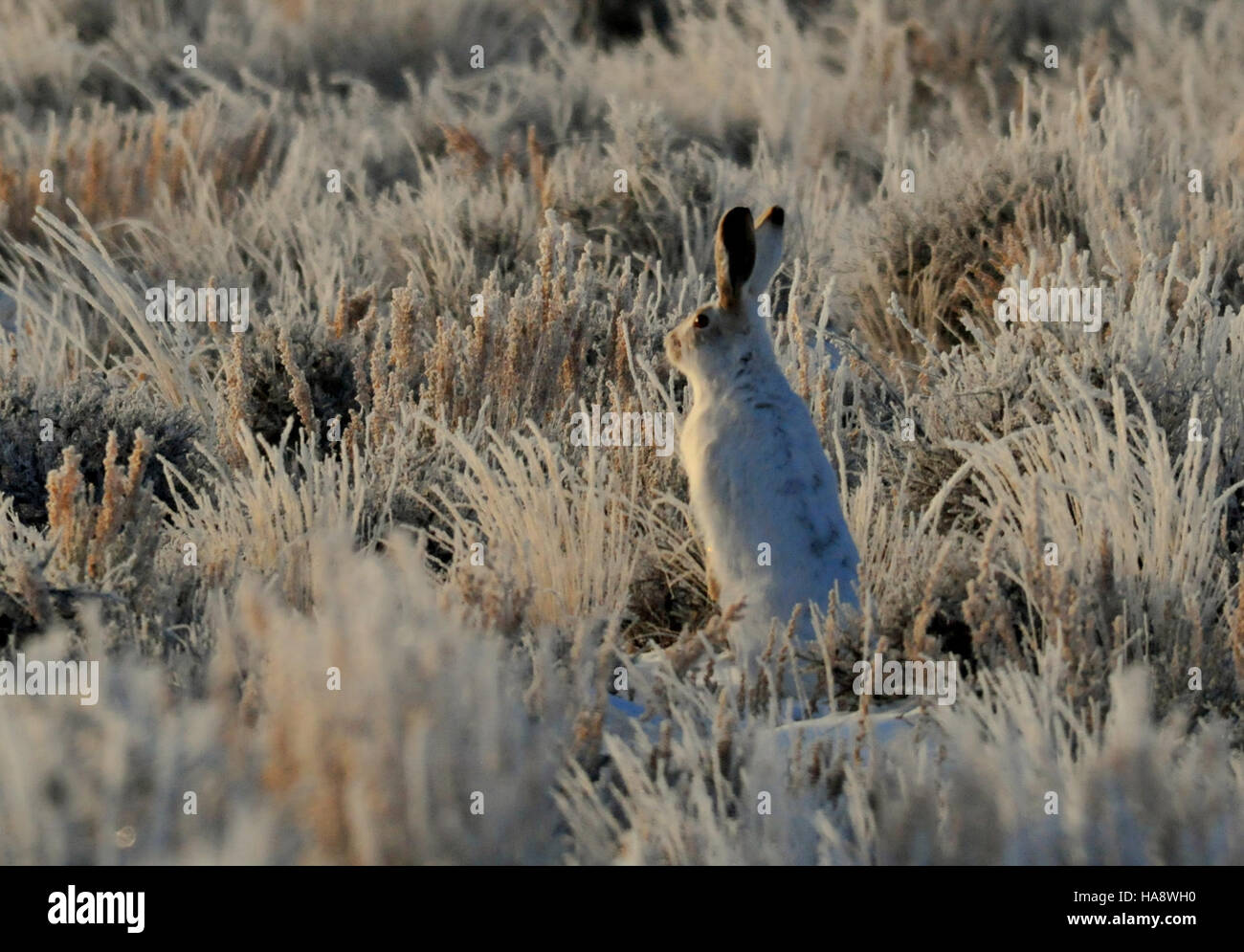The White-Tailed Jackrabbit, seen here in its white phase at Seedskadee ...