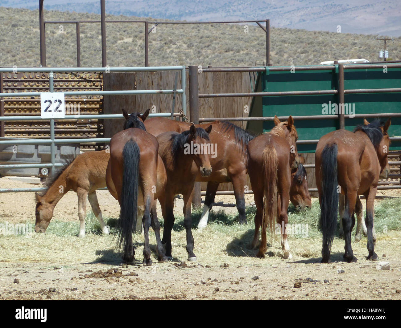 On June 13, mares and foals were delivered to the Palomino Valley ...