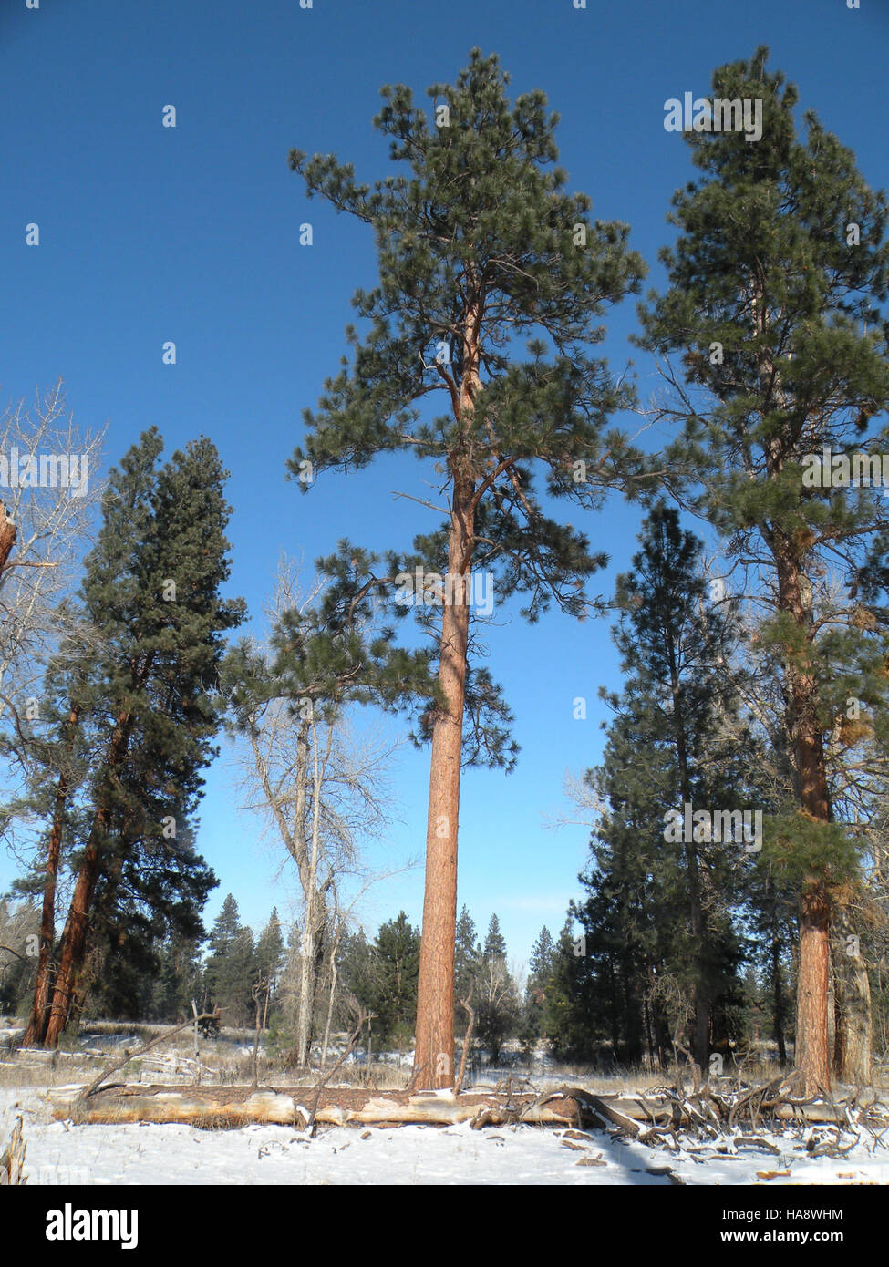A Ponderosa Pine tree and its winter understory in a National Park ...