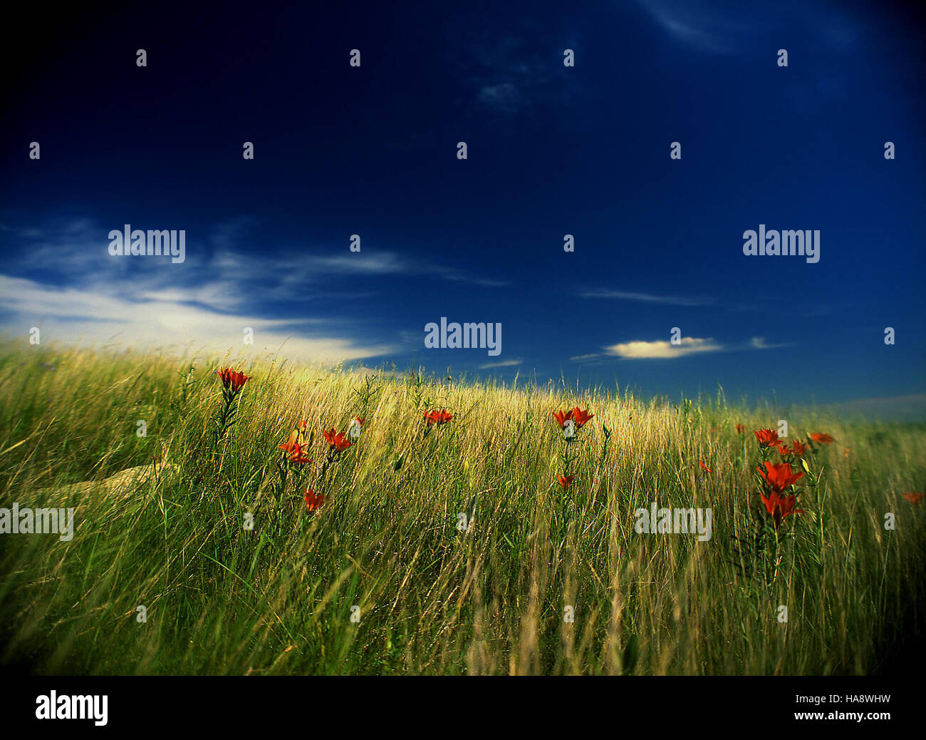 The wild tiger lily blooms on native prairies, showcasing the region's ...