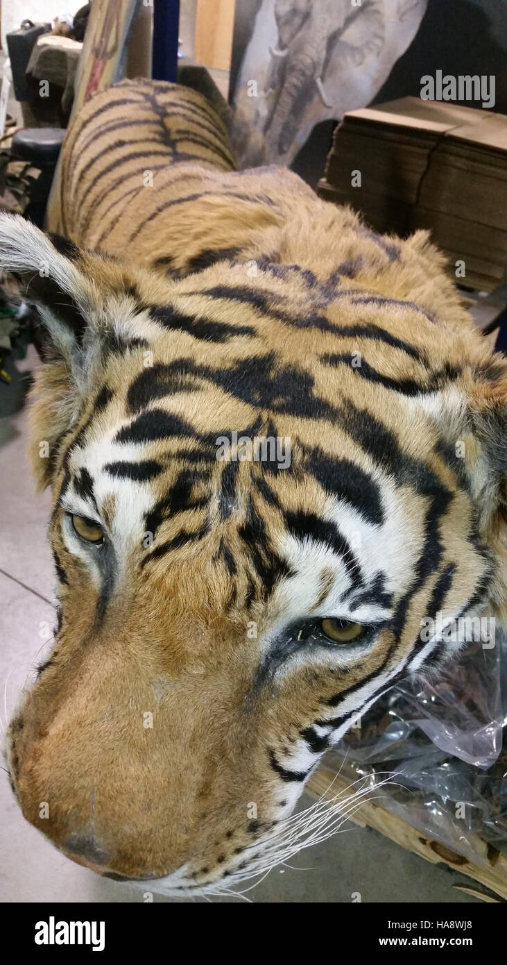 Efforts to combat illegal wildlife trafficking and protect endangered ...