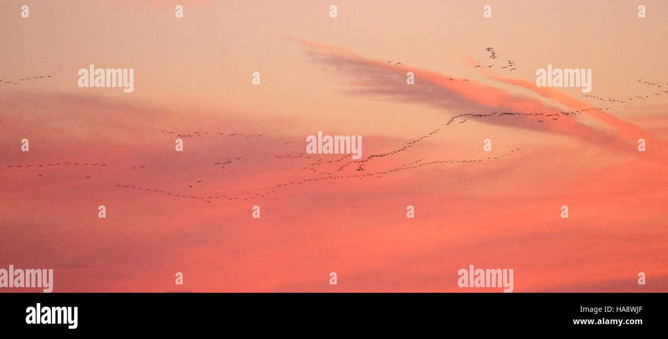 A photo showing the migration of Snow Geese, taken in a national park ...