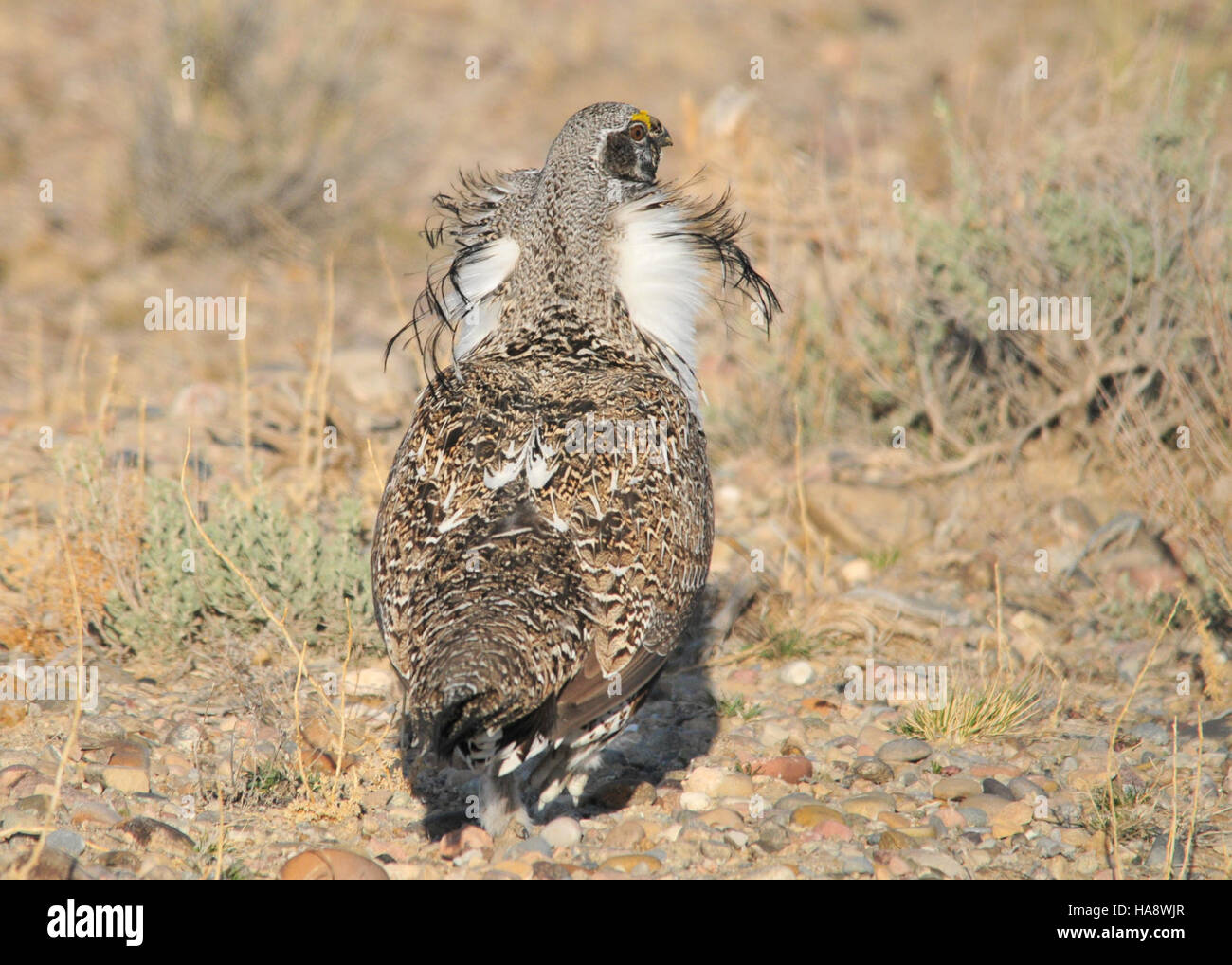 The Greater Sage-Grouse, a species of conservation concern, inhabits ...