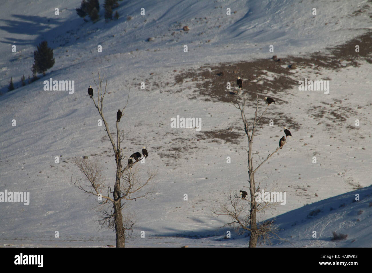 A convocation of wildlife experts and conservationists gathers at a ...