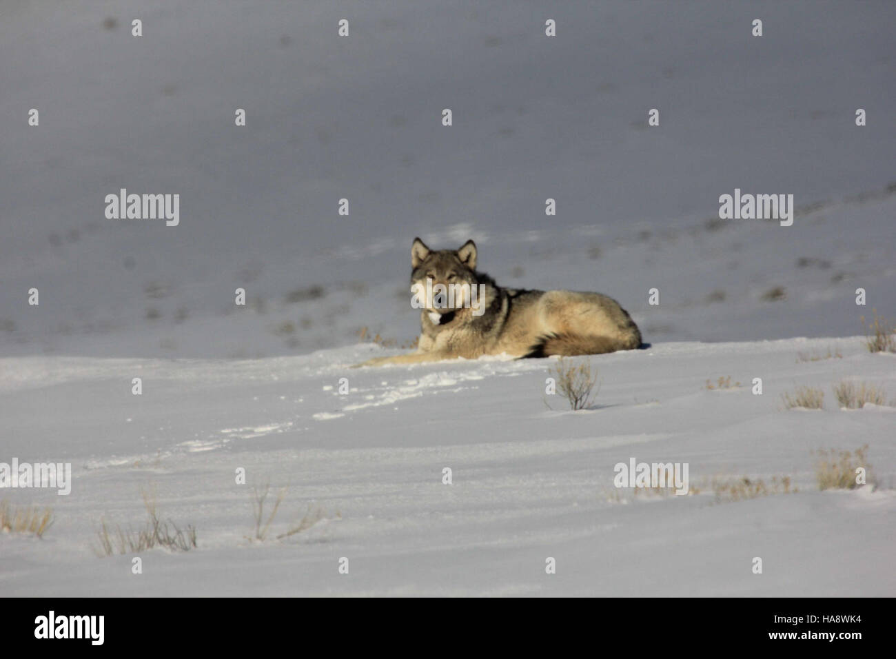 The 'Ever Watchful' image from the Mountain Prairie region depicts a ...