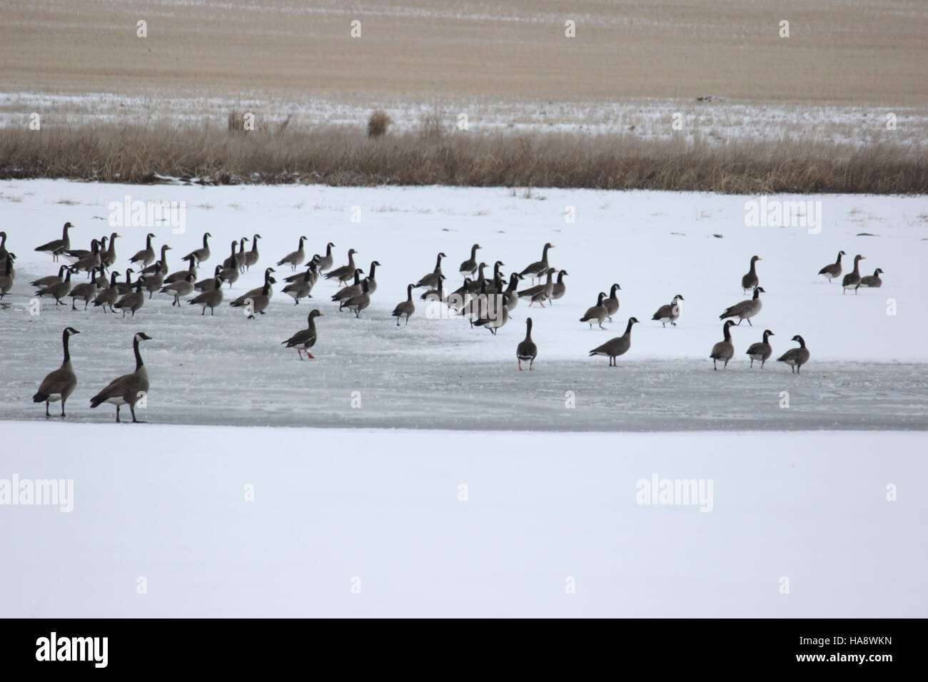 A wildlife observer captures an image of a species sitting on ice ...