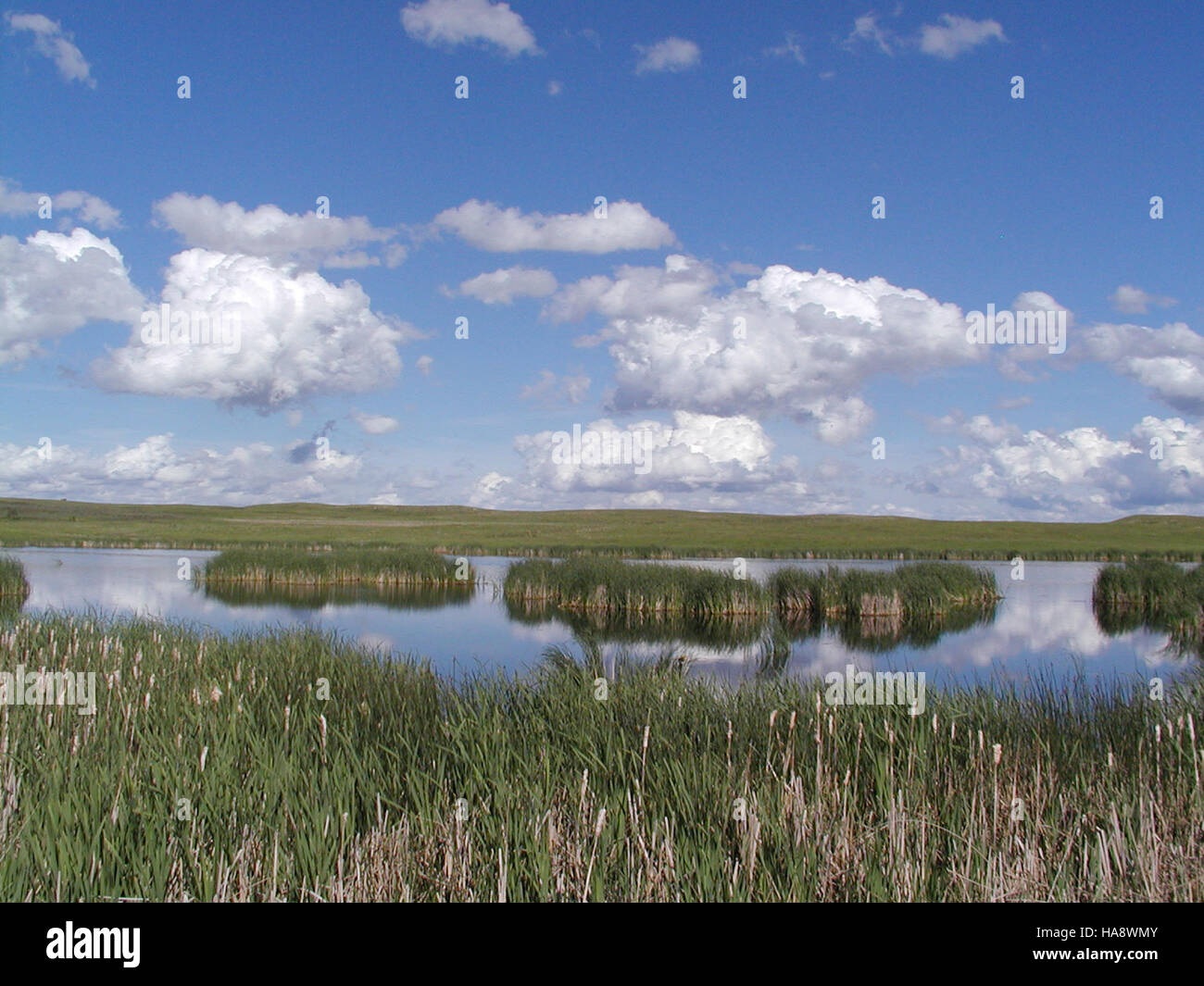The wetlands of the national park, featuring cattails and prairie ...