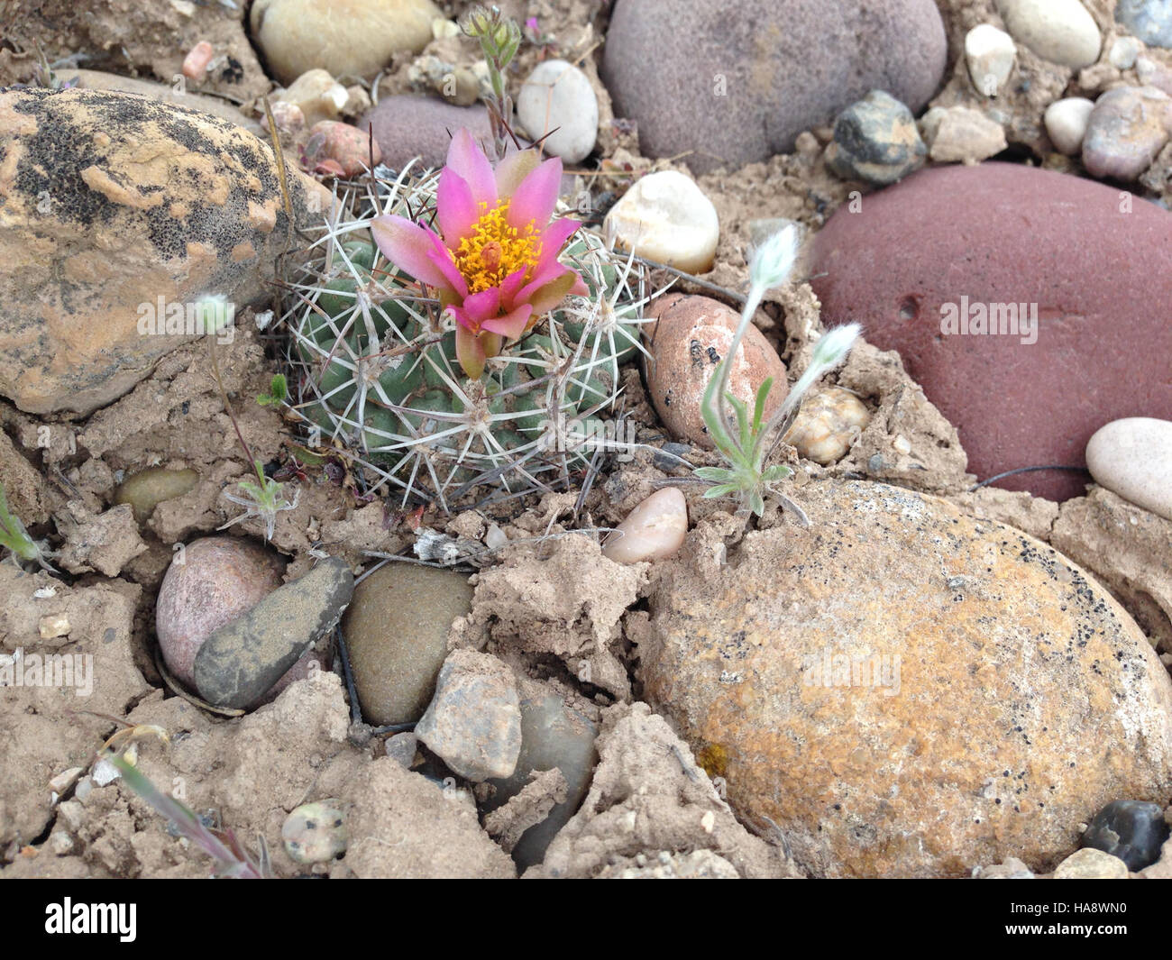 usfwsmtnprairie 16361140254 Uinta Basin Hookless Cactus (Sclerocatus ...
