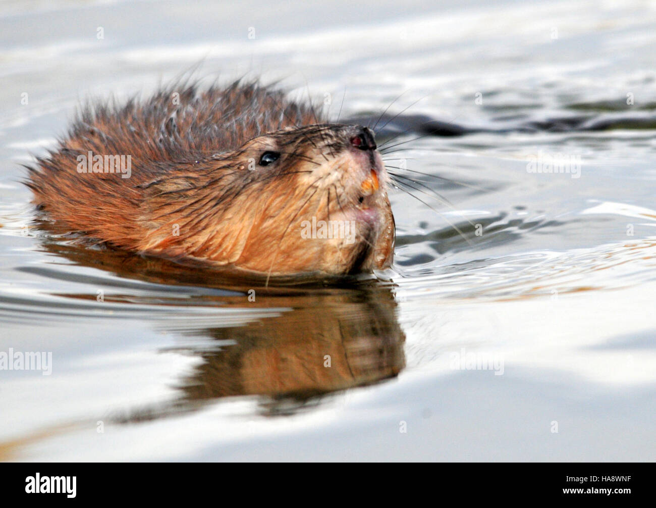 Muskrats are observed at Seedskadee National Wildlife Refuge, where ...