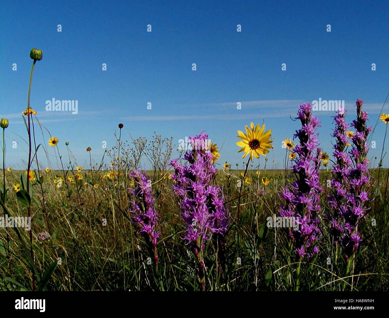 Prairie flowers, including Blazing Star and Wild Sunflower, bloom in a ...